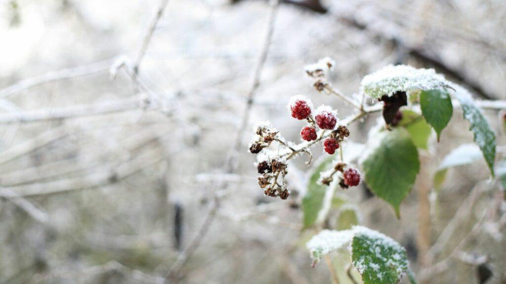 Alec Wilder’s “Blackberry Winter”: Marlene VerPlanck and Keith Jarrett ...